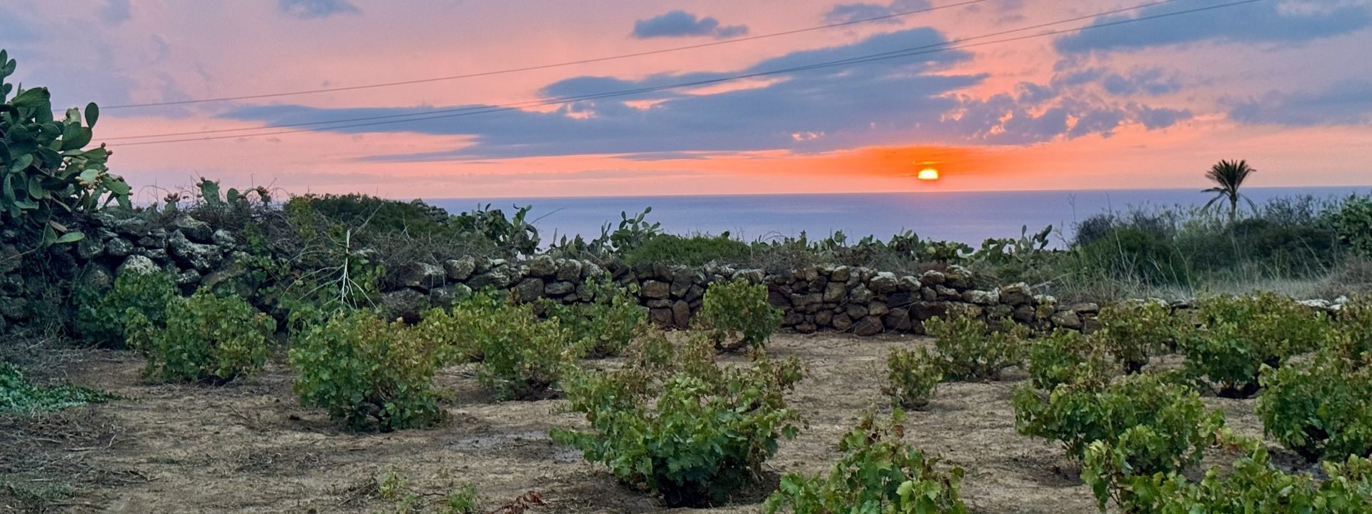 Pantelleria, la vite ad alberello e l’Unesco - Vitae Online