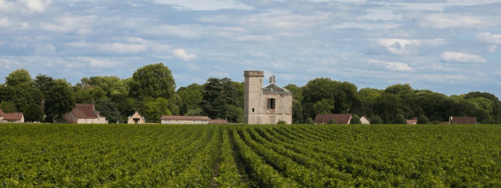 Stephanie Wangui: una storia di vino e di inclusione - Vitae Online