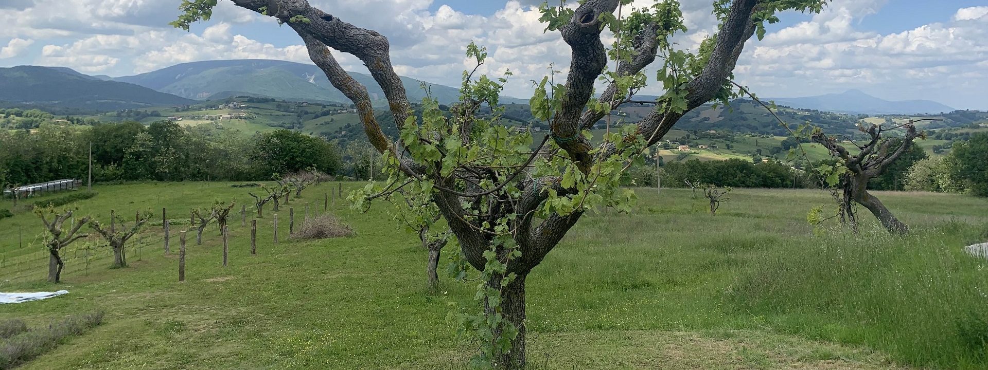 La vite maritata, da archeologia arborea a pratica quotidiana - Vitae ...