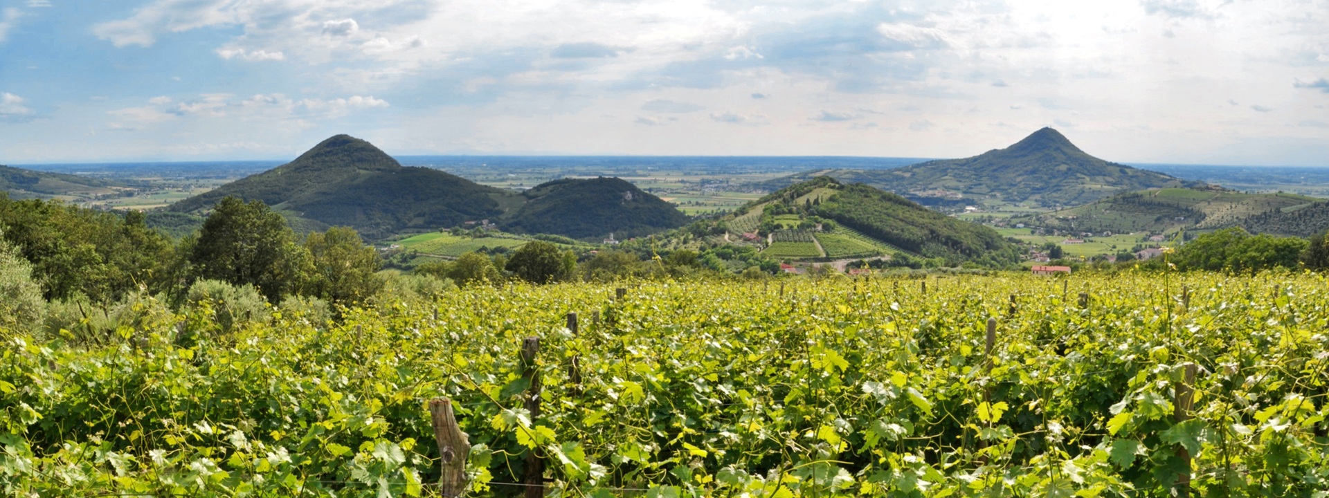 Fior d’Arancio dei Colli Euganei DOCG, il Moscato vulcanico tra ...
